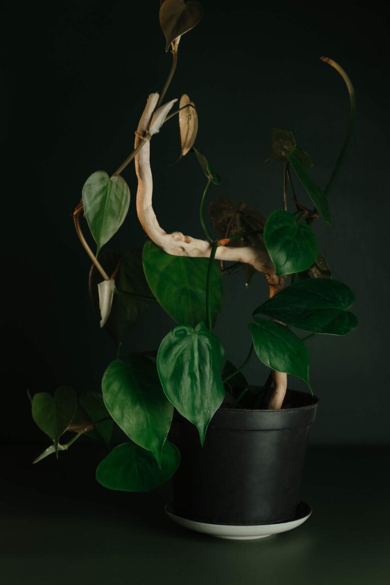 22 Types of Pothos Plant for bringing life to indoor space.