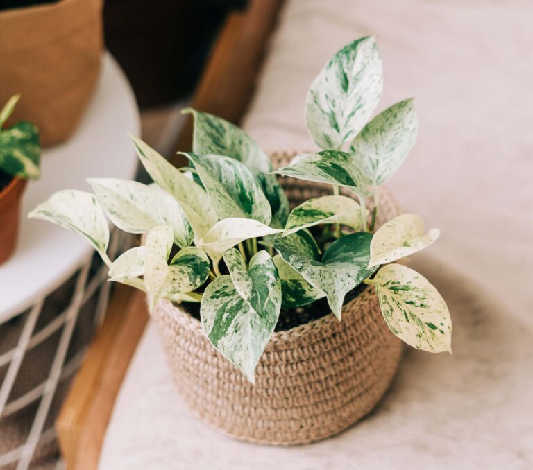 22 Types of Pothos Plant for bringing life to indoor space.