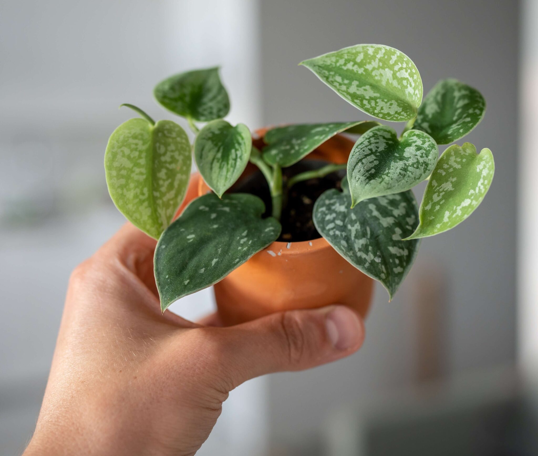 "Satin Pothos Care Guide for Beginners, Garden Enthusiasts & Rare Plant ...